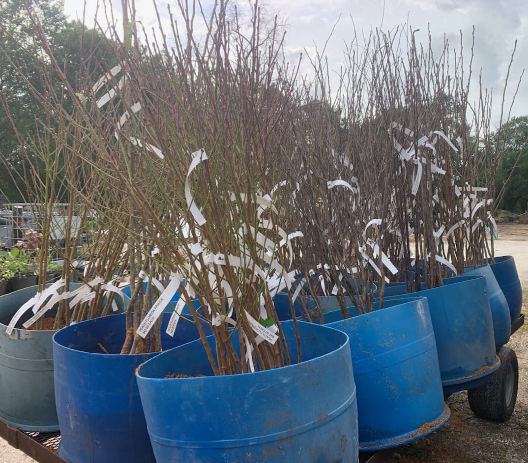 Plant - Pear Tree - 20th Century Pear – Cypress Creek Co Op